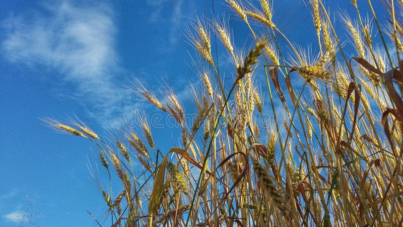 Ð Ð¾Ð¶ÑŒ - Rye stock photo. Image of fields, nature, golden - 95499792