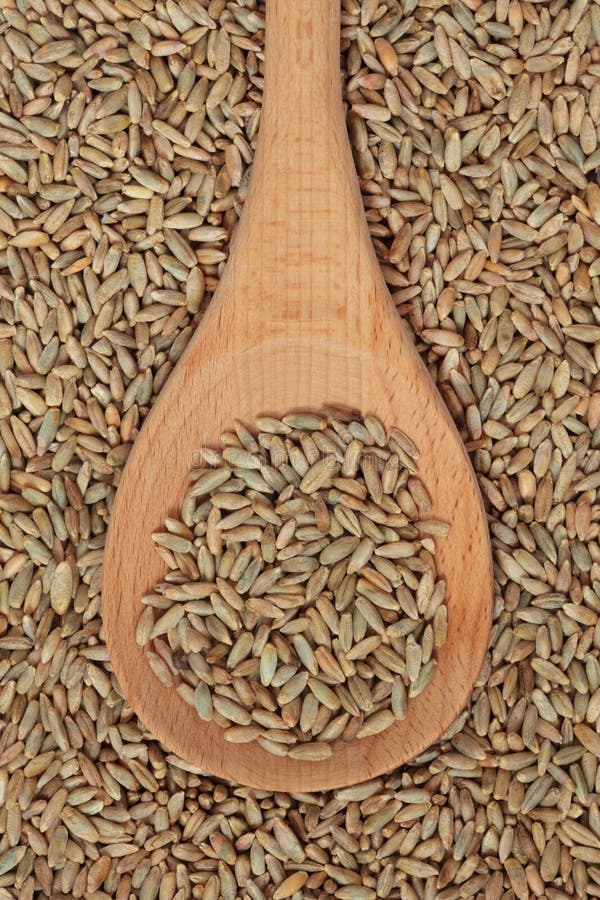 Rye Grain stock image. Image of nutrition, healthy, organic - 17577607