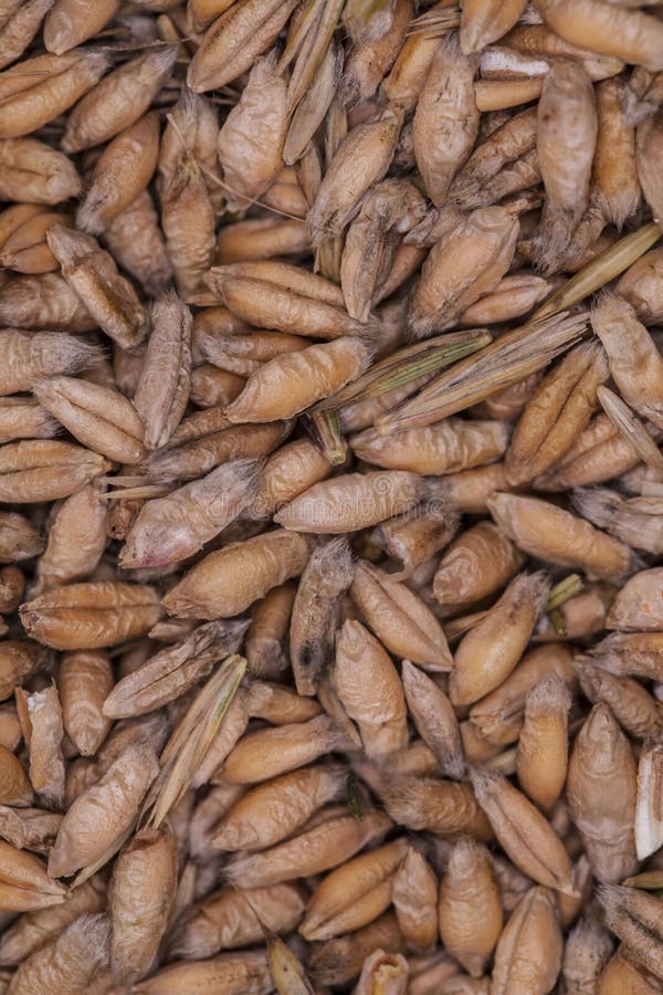 Rye grain close up picture stock image. Image of objects - 78769365