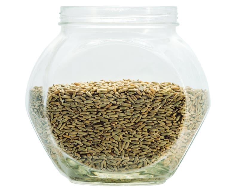 Rye grain stock photo. Image of natural, biologically - 54009020