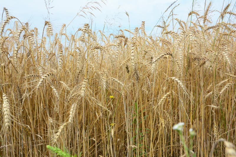 Rye Grain Harvest on Rye Field Stock Image - Image of harvesting ...