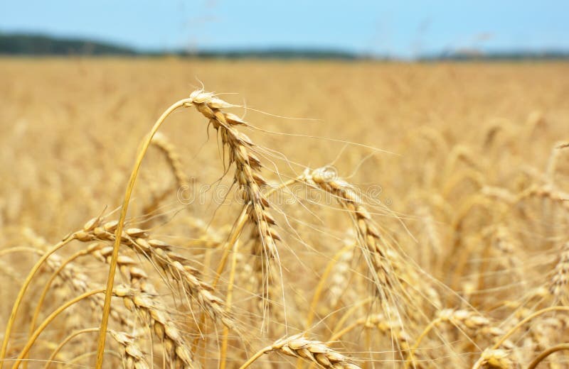 Rye Grain Harvest on Rye Field. Stock Image - Image of food, harvesting ...