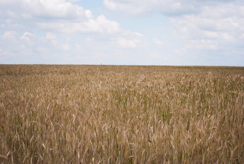 Rye Grain Harvest on Rye Field Landscape Stock Photo - Image of wheat ...