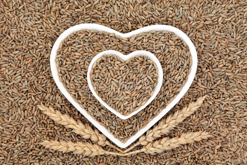 Rye Grain stock image. Image of abstract, super, nutrient - 61507841