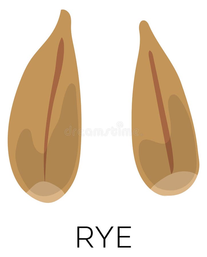 Rye Grain Icon. Raw Fram Agriculture Seeds Stock Illustration ...