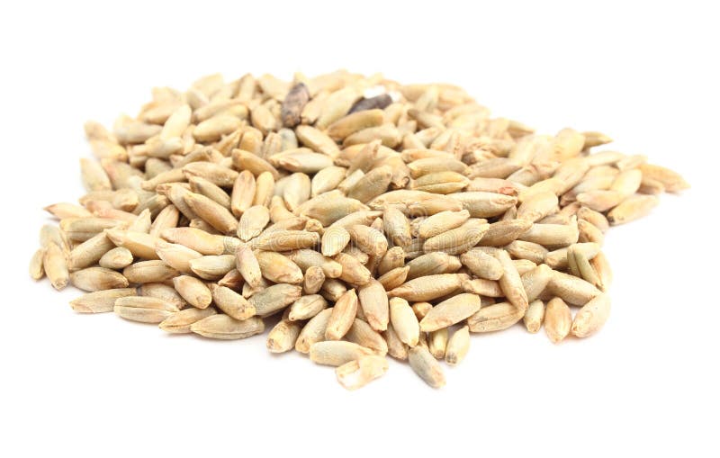 Rye Grain Isolated on White Background Stock Photo - Image of meal ...