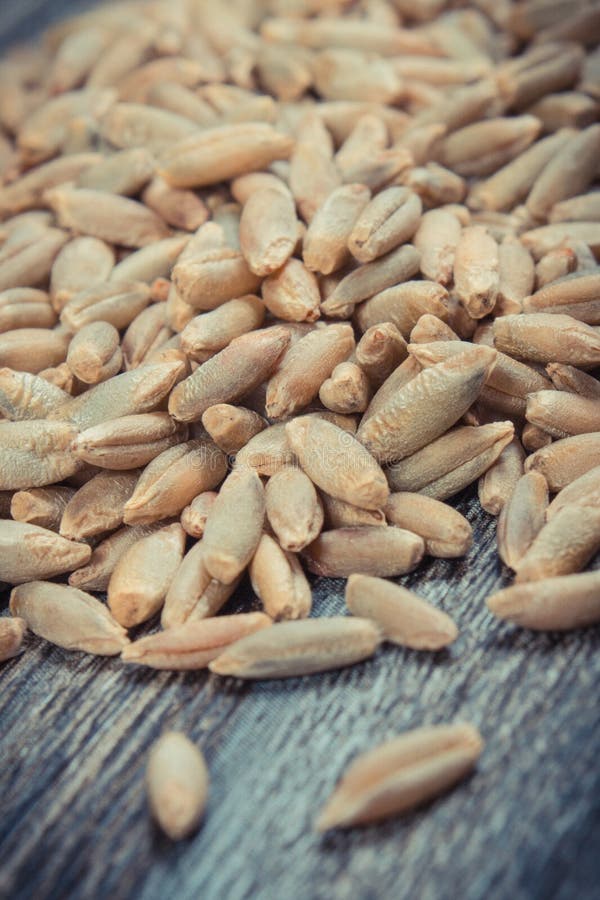 Rye Grain on Old Rustic Wooden Board. Agriculture Stock Image - Image ...