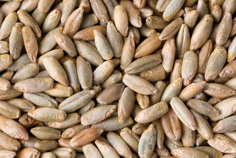 Rye Grain Seeds Close Up Pattern Background. Top View Stock Photo ...