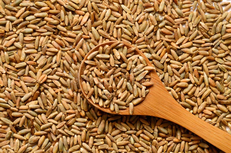 Rye grain seeds stock photo. Image of pile, cereal, plant - 68470418