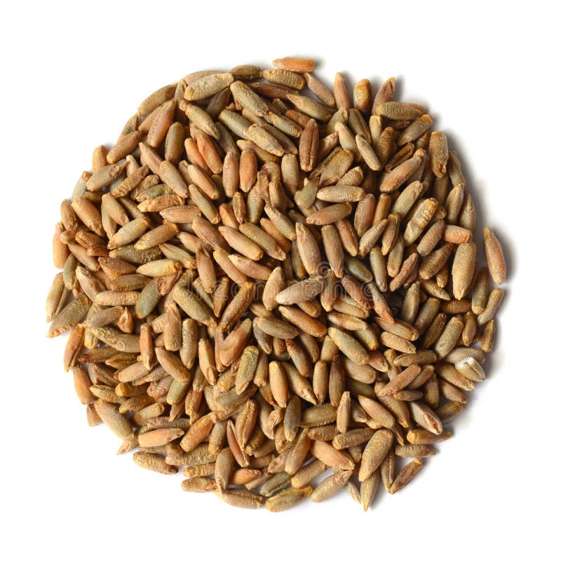 Rye grain seeds stock photo. Image of agricultural, texture - 68470652