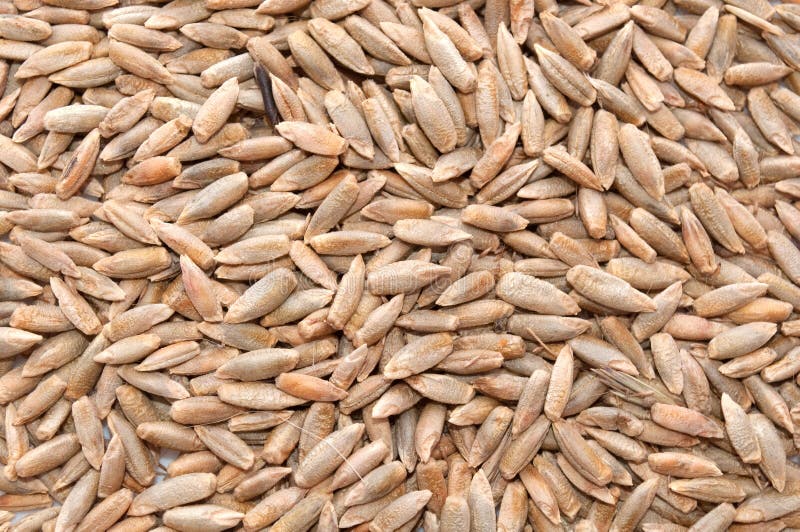 Rye Bread stock photo. Image of taste, crust, grains - 10314208