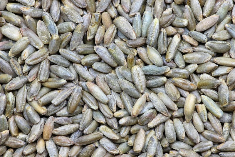 Rye stock photo. Image of carbohydrates, caryopses, agriculture - 68840978