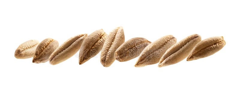 Rye Grains Levitate on a White Background Stock Photo - Image of ...