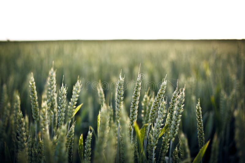Rye Grass in Field stock photo. Image of grain, horizon - 84900628