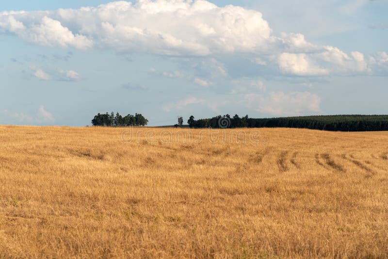 The Rye Grass Field Ready To Be Harvested1 Stock Photo - Image of heap ...