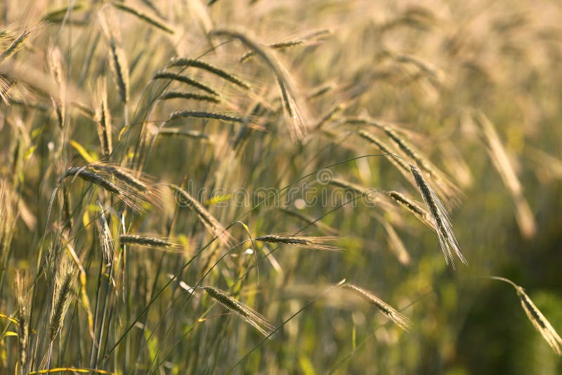 Rye Grass Grain in Field at Sunset Stock Image - Image of green, farm ...