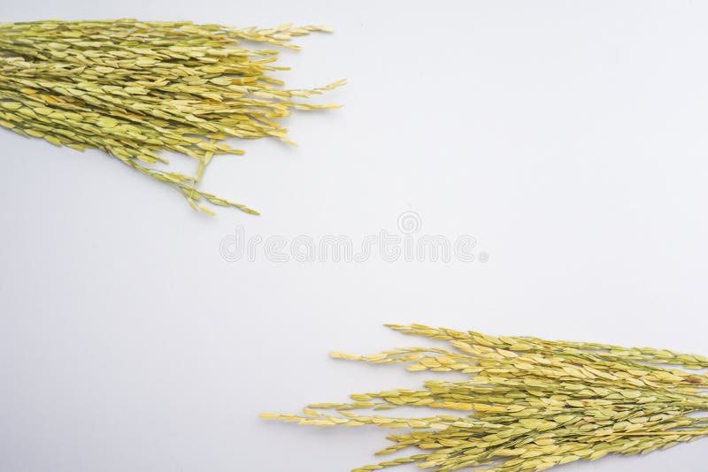 Rye Grass Rice Plant White Background Stock Photo - Image of macro ...