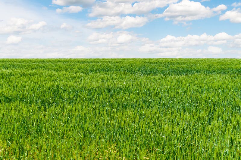 Rye Green Field Under the Blue Sky Stock Photo - Image of beauty ...