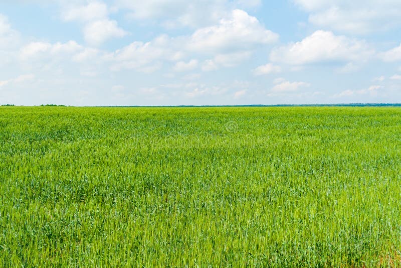 Rye Green Field Under the Blue Sky Stock Image - Image of beauty, blue ...