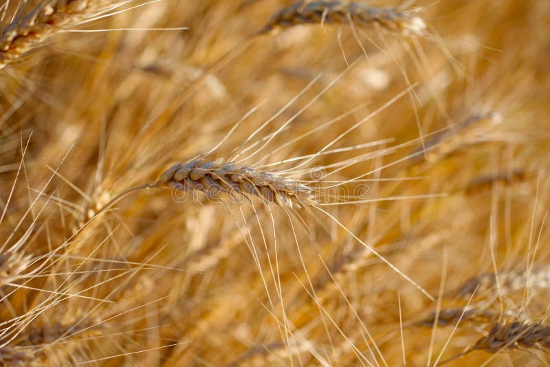 Rye before harvest. stock photo. Image of frame, kernel - 11365420