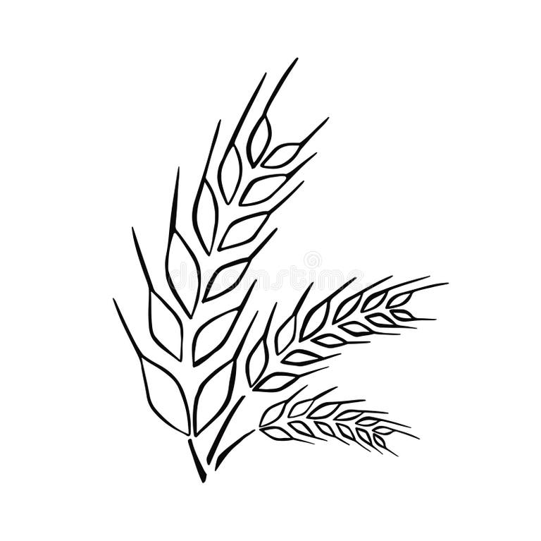 Rye Image Line Outline Vector Madehand Stock Illustration ...