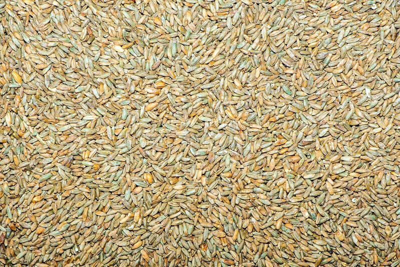 Rye malt stock image. Image of roasted, grain, malt - 135607027