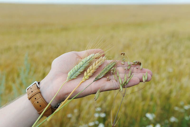 Rye, Oats, Wheat and Triticale in the Palm of the Hand on the ...