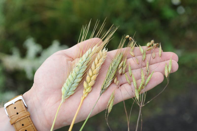 Rye, Oats, Wheat and Triticale in the Palm of the Hand on the Green ...