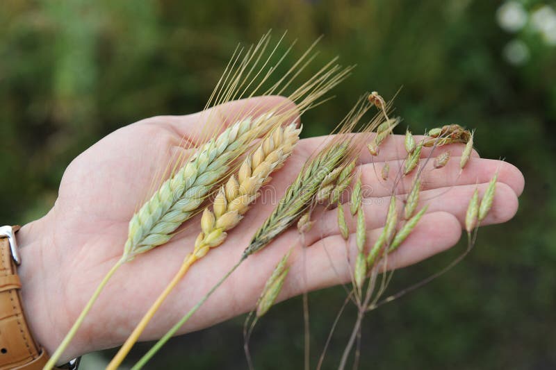 Rye, Oats, Wheat and Triticale in the Palm of the Hand on the Green ...