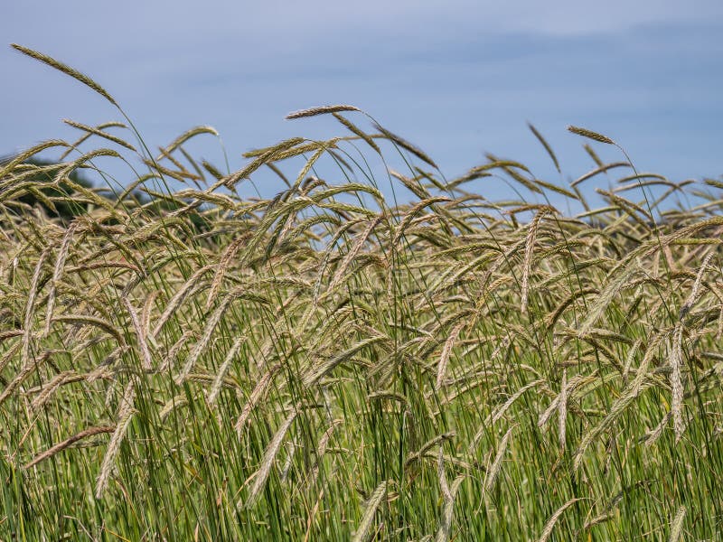 Rye in a Ryefield in Denmark Stock Image - Image of harvest, fields ...