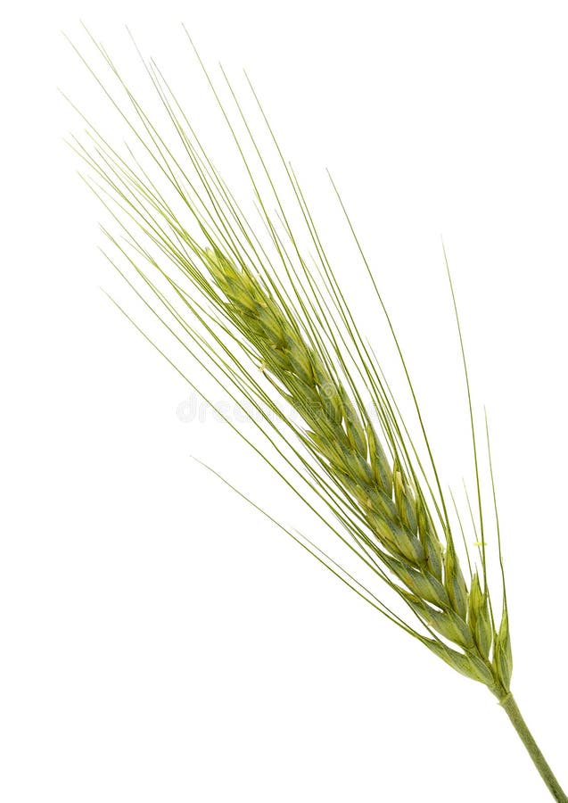 Rye (Secale cereale) stock image. Image of nutrition, growing - 7074239