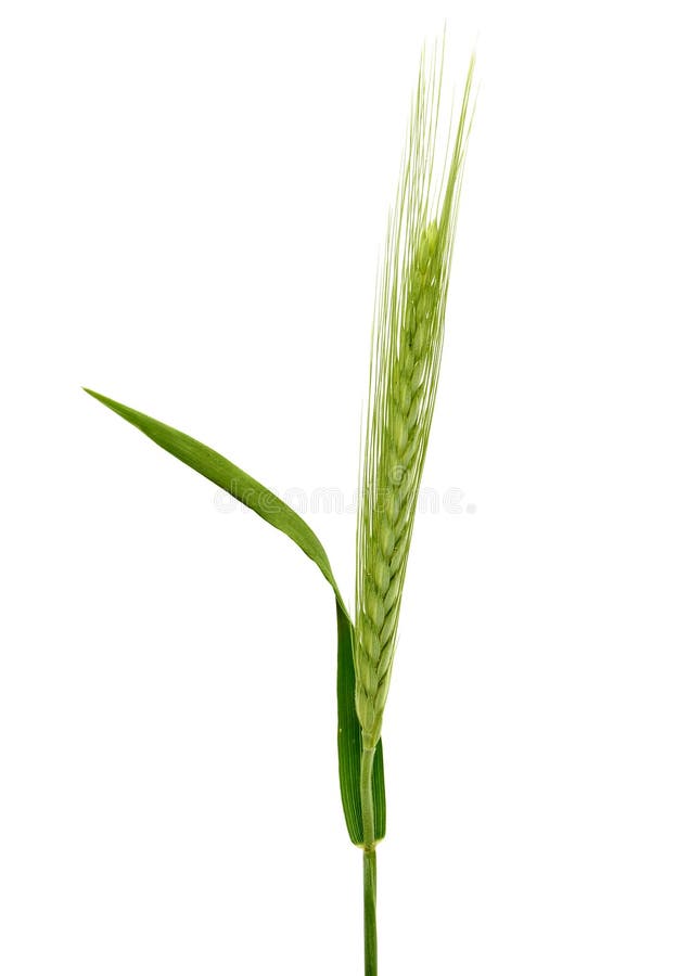 Rye (Secale cereale) stock photo. Image of farm, isolated - 7074352