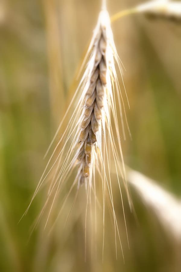 Rye - Secale Cereale - Detail Shot Stock Photo - Image of secale, bread ...