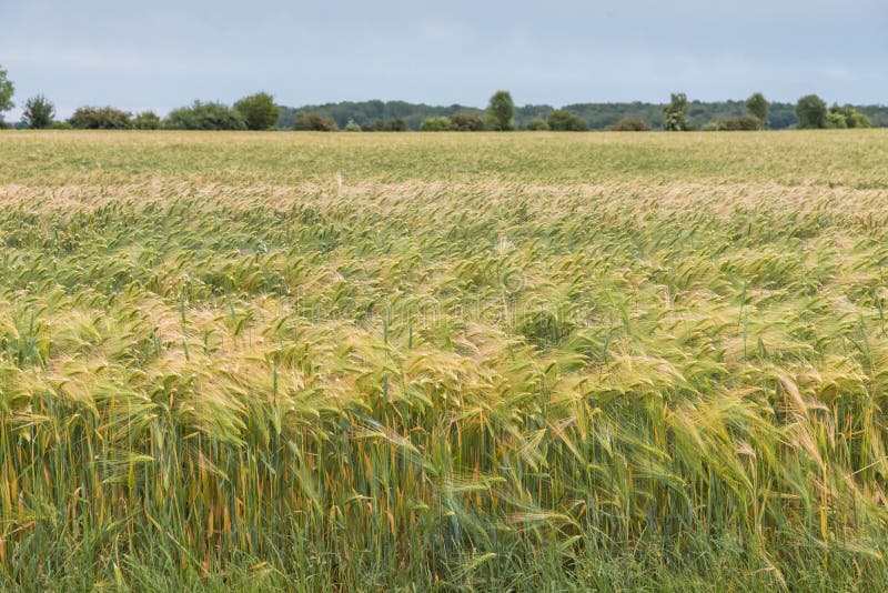 Rye, Secale Cereale. Rye Green Growing in the Field Stock Image - Image ...