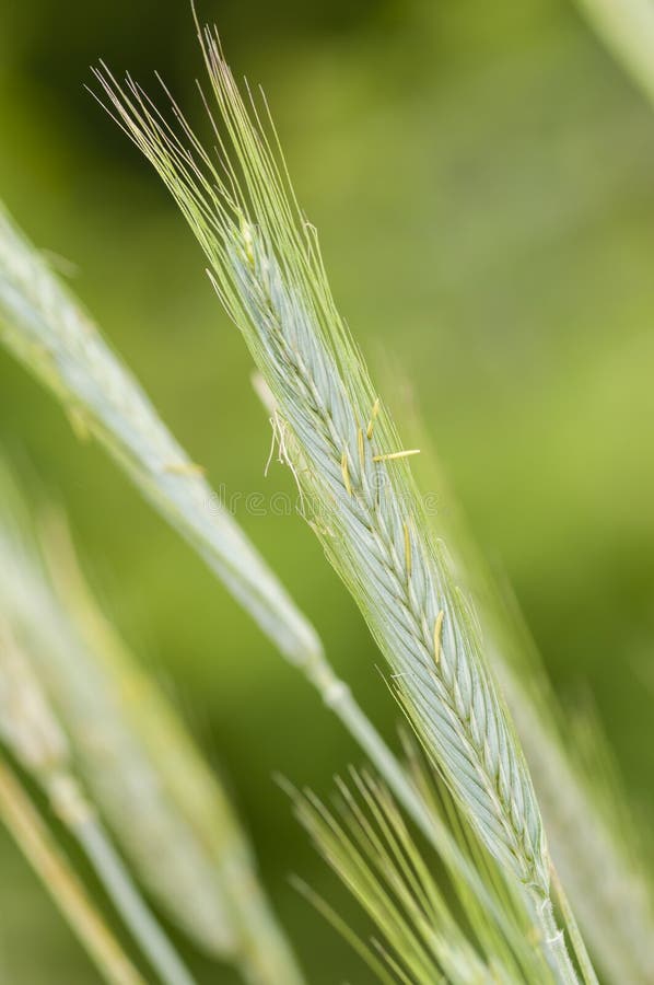 Rye (Secale Cereale) Wheat Spike Stock Photo - Image of plant ...