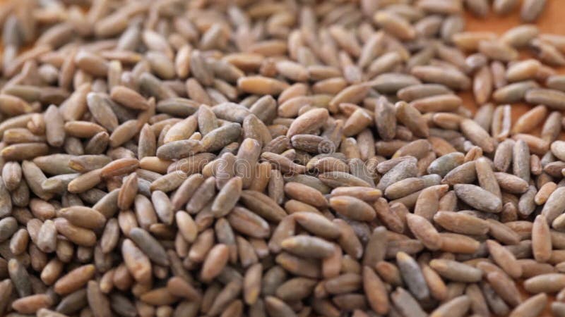 Rye Seed at Rotating Display - Steadicam Close Up Stock Video - Video ...