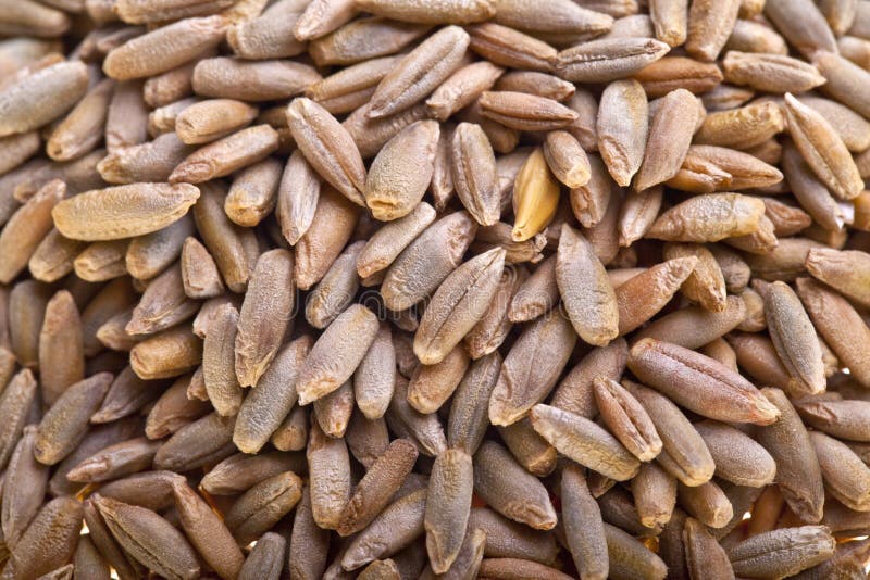 Rye seeds stock photo. Image of brown, rural, grain, natural - 29135058 Rye seeds stock photo. Image of brown, rural, grain, natural - 29135058