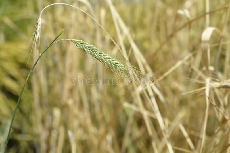 Rye stock image. Image of plant, leaf, nature, garden - 253257889