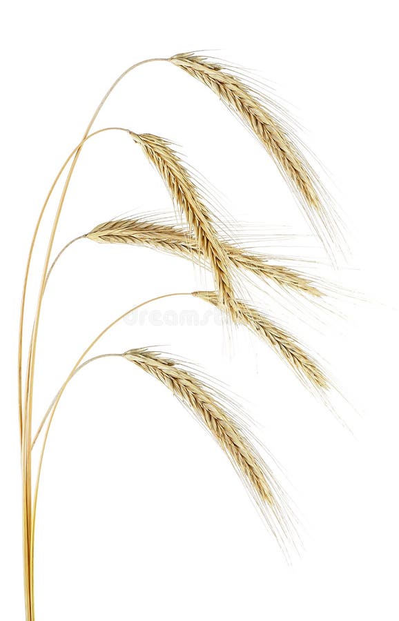 Rye Spikelets Isolated on White Background. Natural Dry Rye Ears Stock ...