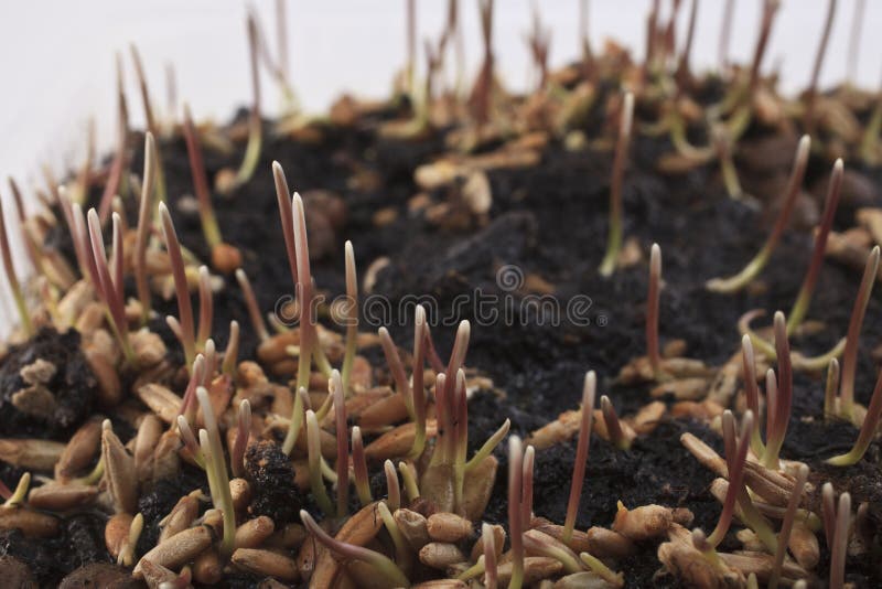 Rye sprouts stock photo. Image of grain, stalk, cereal - 30367894