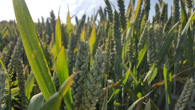 Rye, summer fild of rye stock image. Image of fild, summer - 96485737