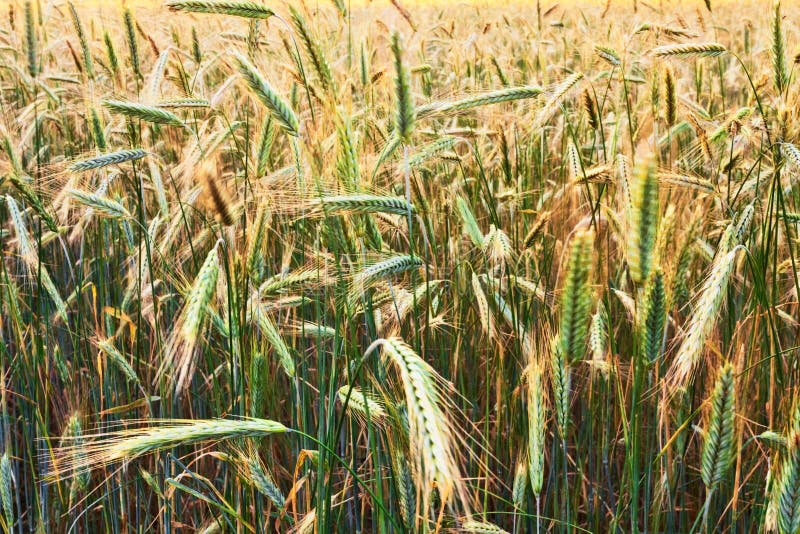 Rye in sunset light stock image. Image of light, autumn - 95745857