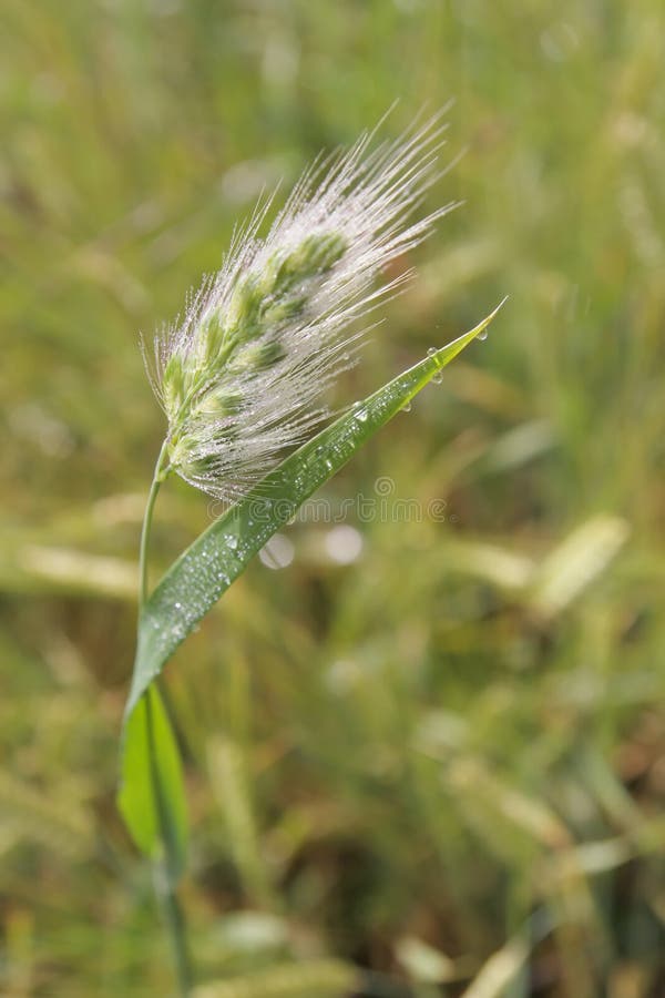 Rye with water-drops stock image. Image of focus, corn - 19873685