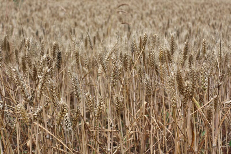 Rye/wheat field stock image. Image of nature, field, landscape - 80477043