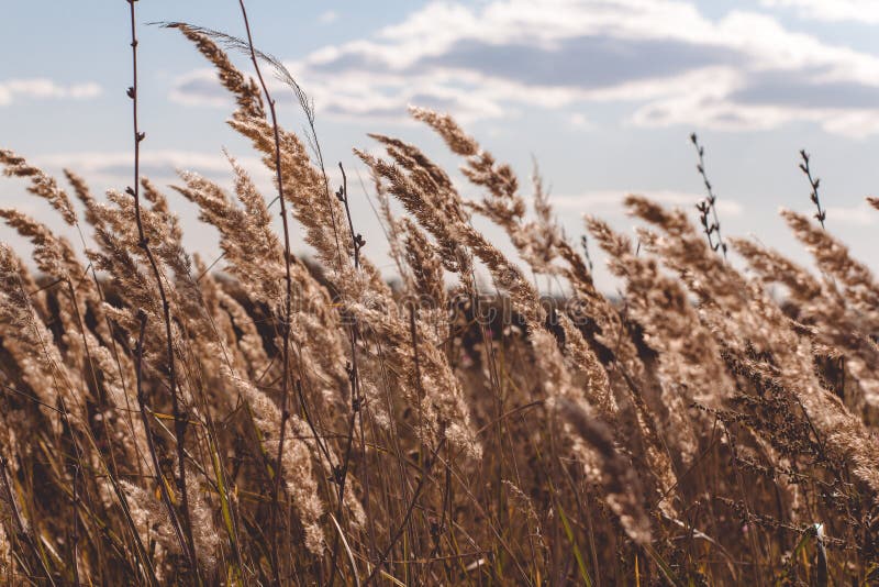 Rye, Wheat in Summer. Ears of Corn. Harvesting Stock Image - Image of ...
