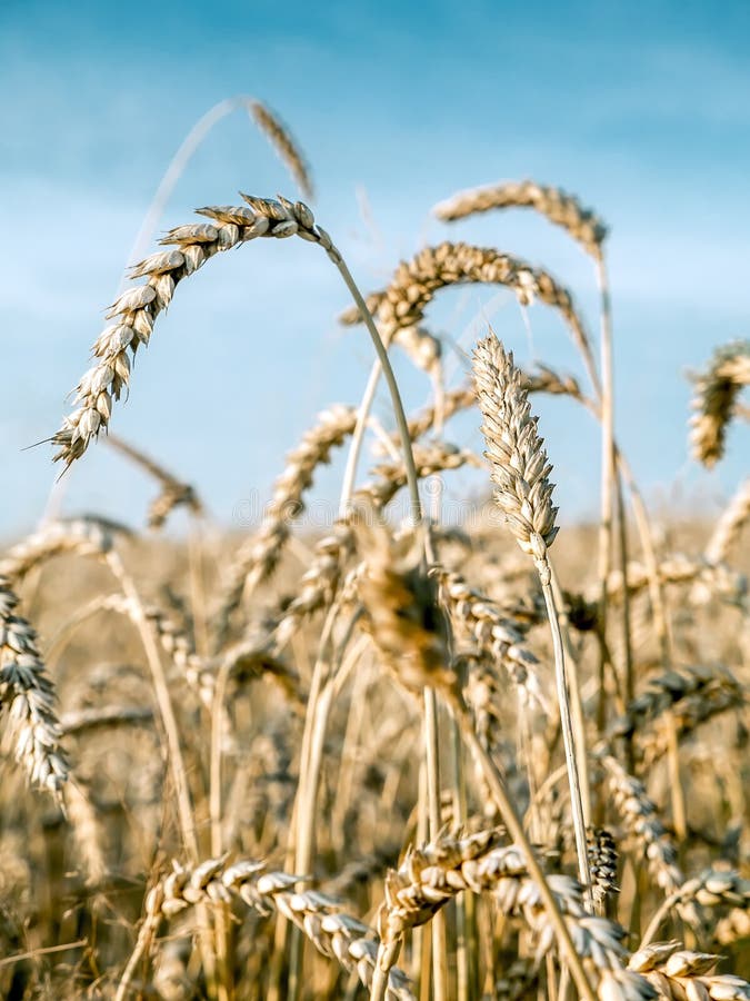 Ryefield stock photo. Image of farming, seed, countryside - 42835414