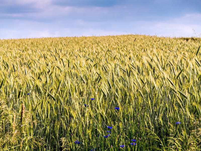 Ripening Ryefield Stock Photos - Free & Royalty-Free Stock Photos from ...
