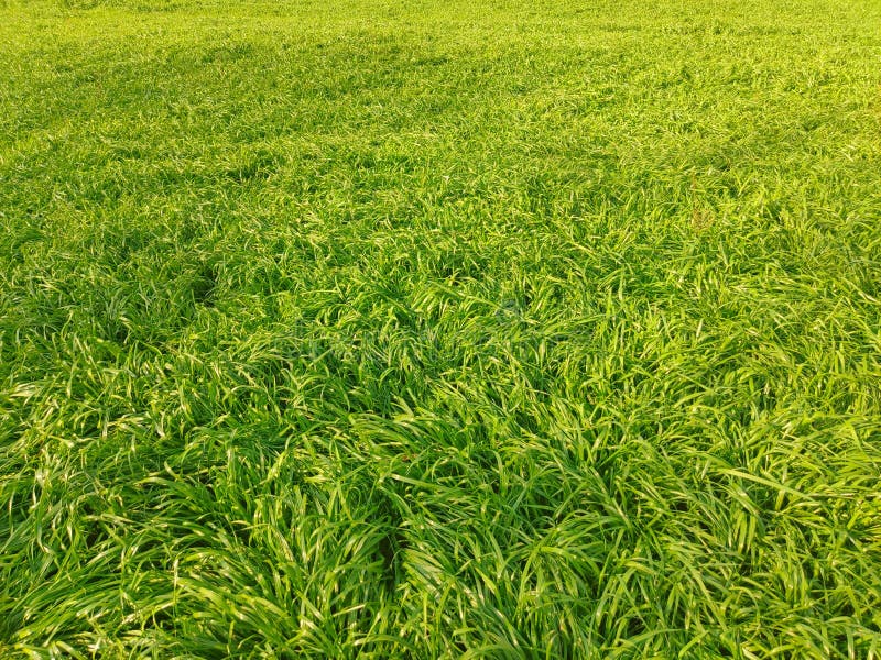 Ryegrass Pasture, Feed for Cattle Stock Photo - Image of agriculture ...