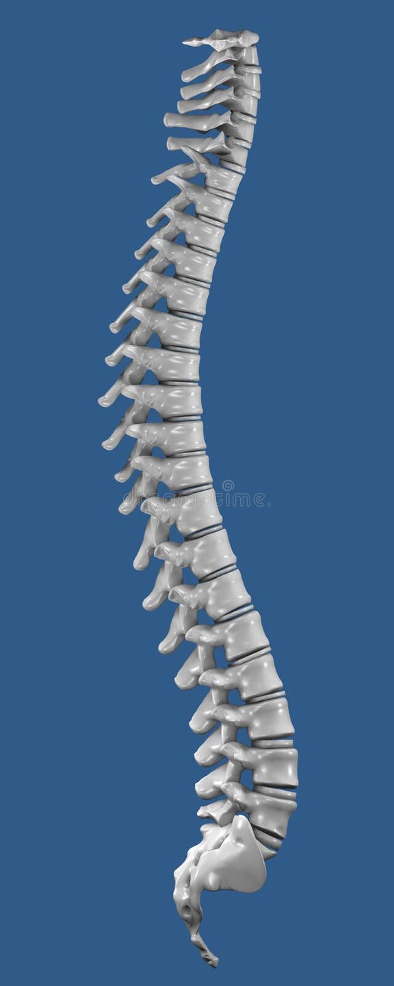 Ryggkotor stock illustrationer. Illustration av läkare - 958765