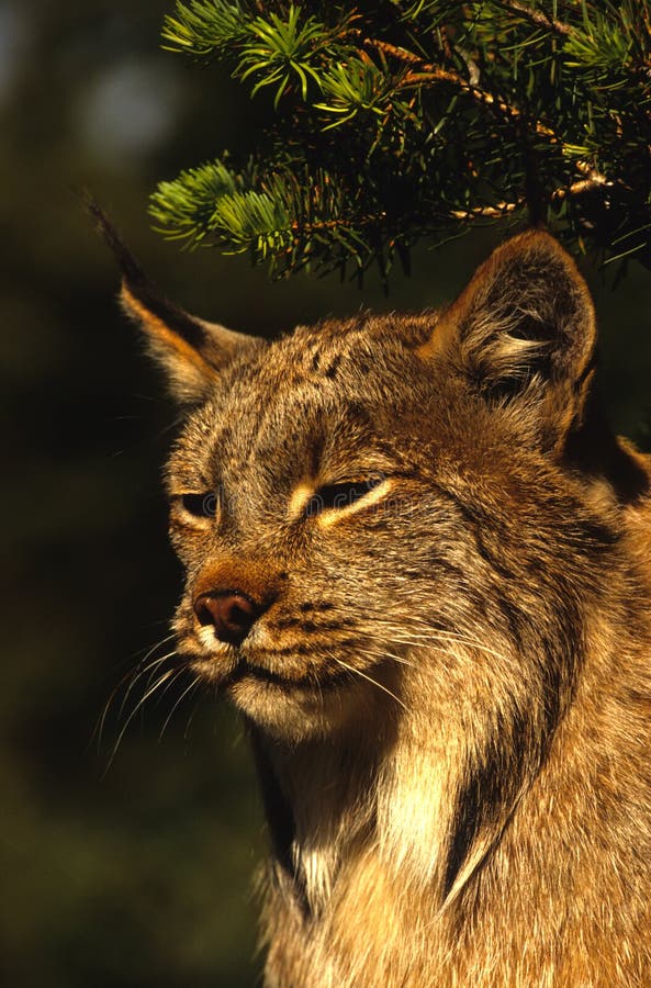 Portret Rysia Kanadyjskiego Zdjęcie Stock - Obraz złożonej z rysie ...
